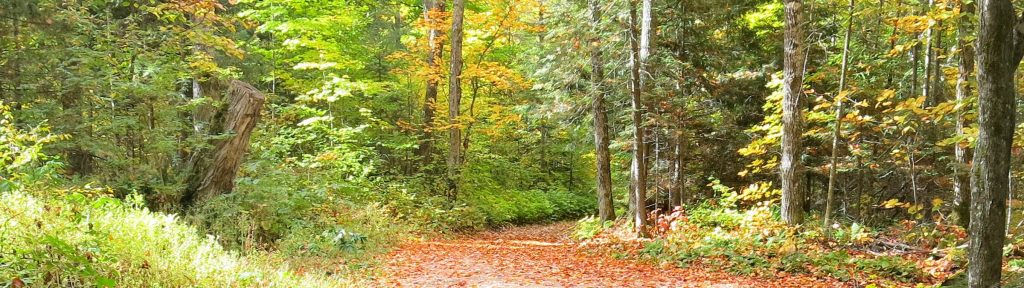 Haliburton Forest Hiking Trails 2 – Haliburton Forest & Wild Life ...