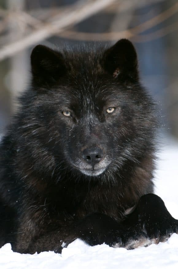 Criminal Wolf Pack Release (1) – Haliburton Forest & Wild Life Reserve Ltd