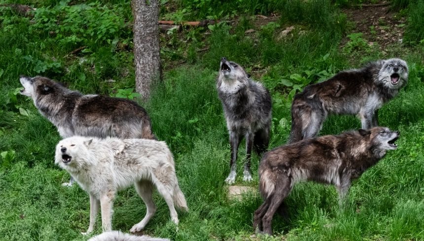 Haliburton Forest Wolf Centre – Haliburton Forest & Wild Life Reserve Ltd