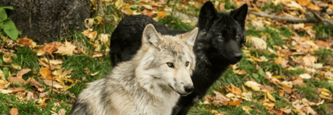 Home - Haliburton Forest & Wild Life Reserve Ltd